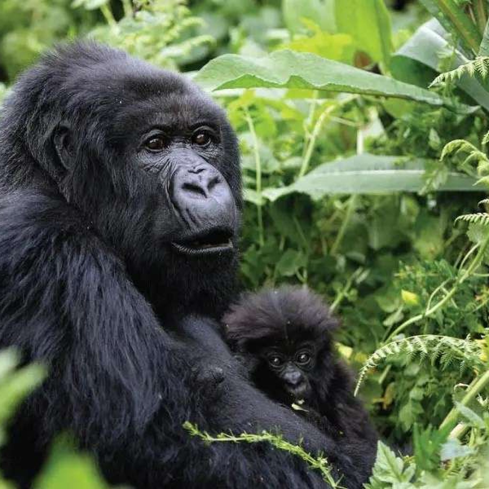 Uganda vs. Rwanda: The 2026 Trekking Cost & Value Comparison