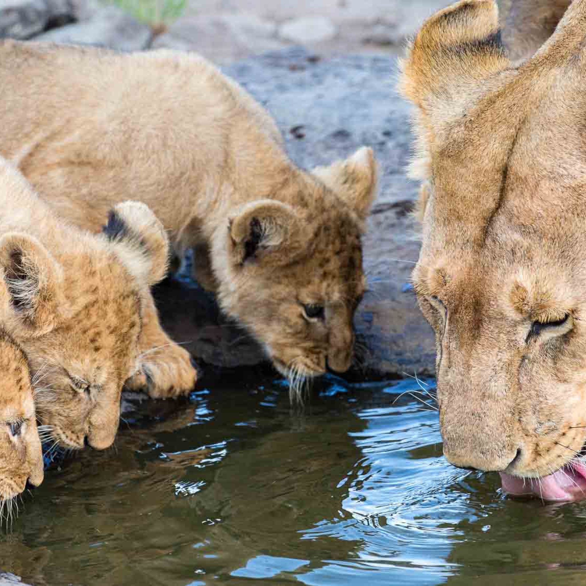 March in the Mara: Why "Green Season" is a Photographer’s Secret Weapon