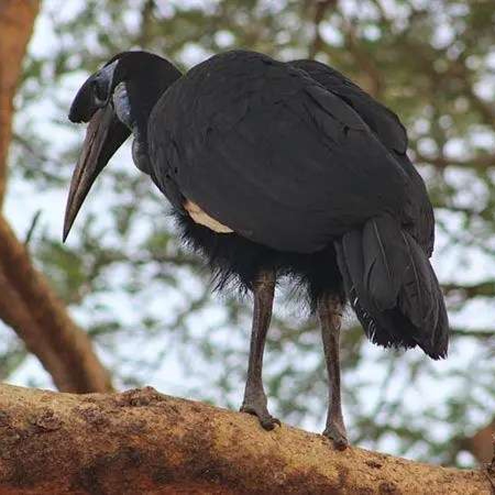 Top 10 Birds of Bwindi Impenetrable Forest: A 2026 Birder’s Guide