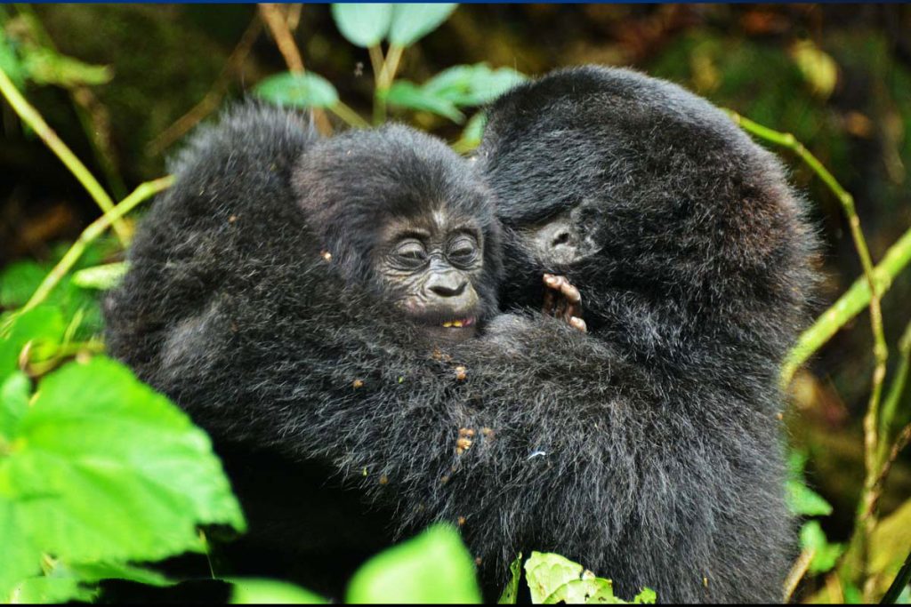 Interesting Facts About Mountain Gorillas | Primate World Safaris