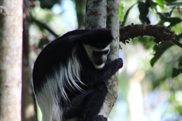 Gishwati Mukura National Park - Rwanda | Primate World Safaris