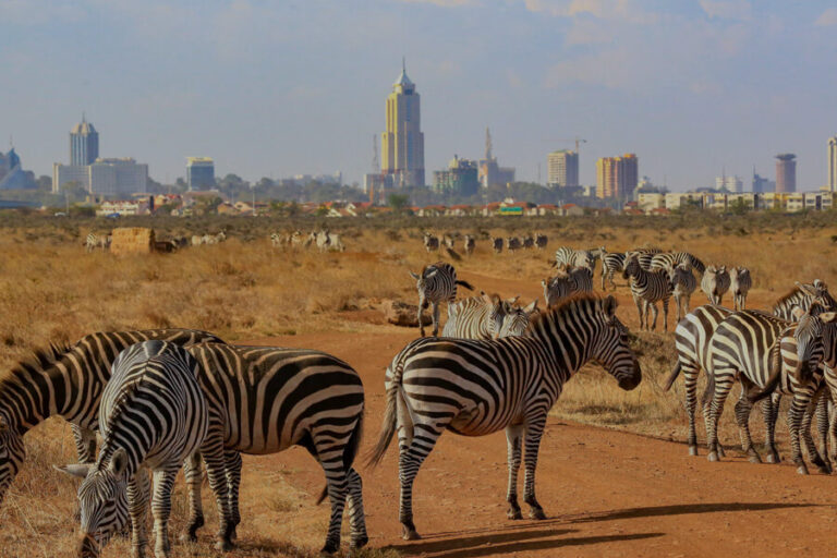 Nairobi National Park - Kenya | Primate World Safaris