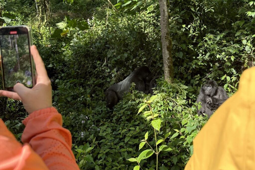 Is Gorilla trekking safe? | Primate World Safaris