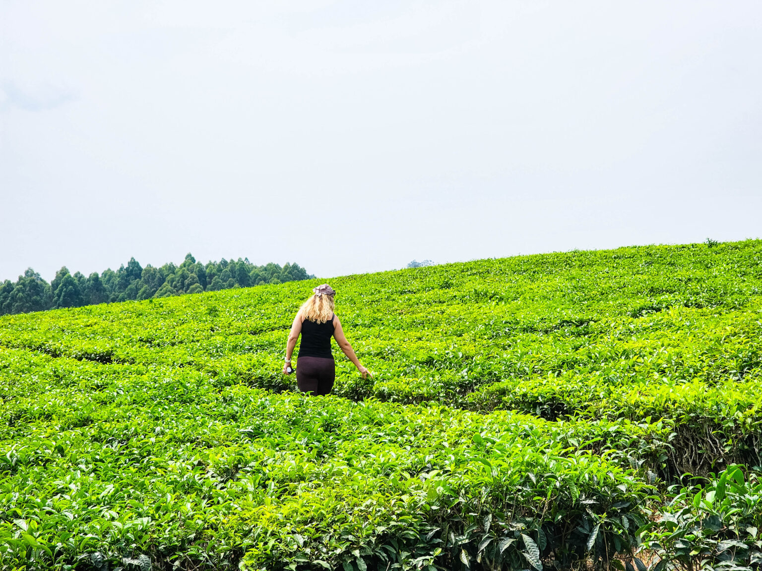 The Coffee & Tea Trail: A Foodie’s Guide to the Highlands