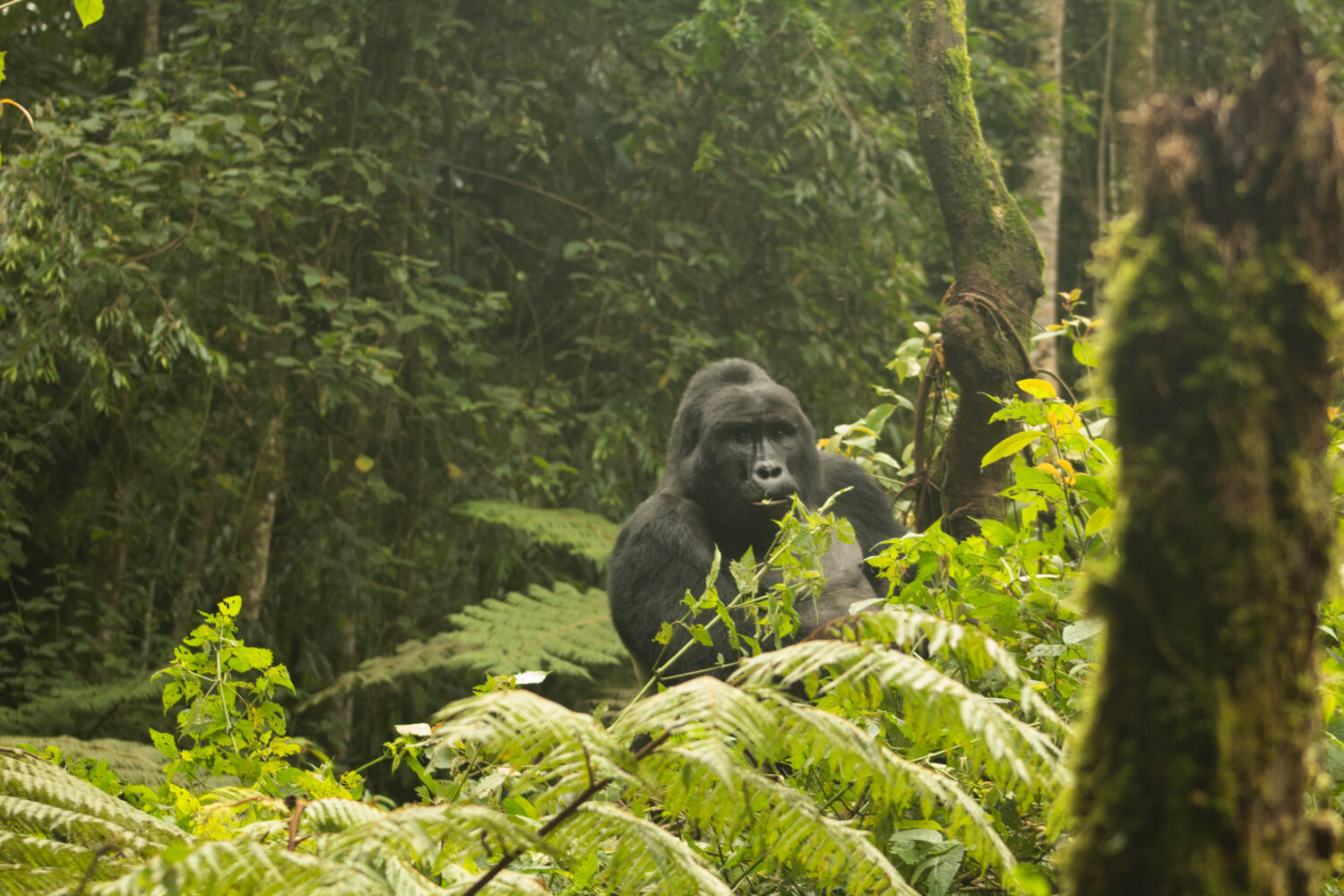 Rwanda Travel Tips: How to Plan the Perfect Safari