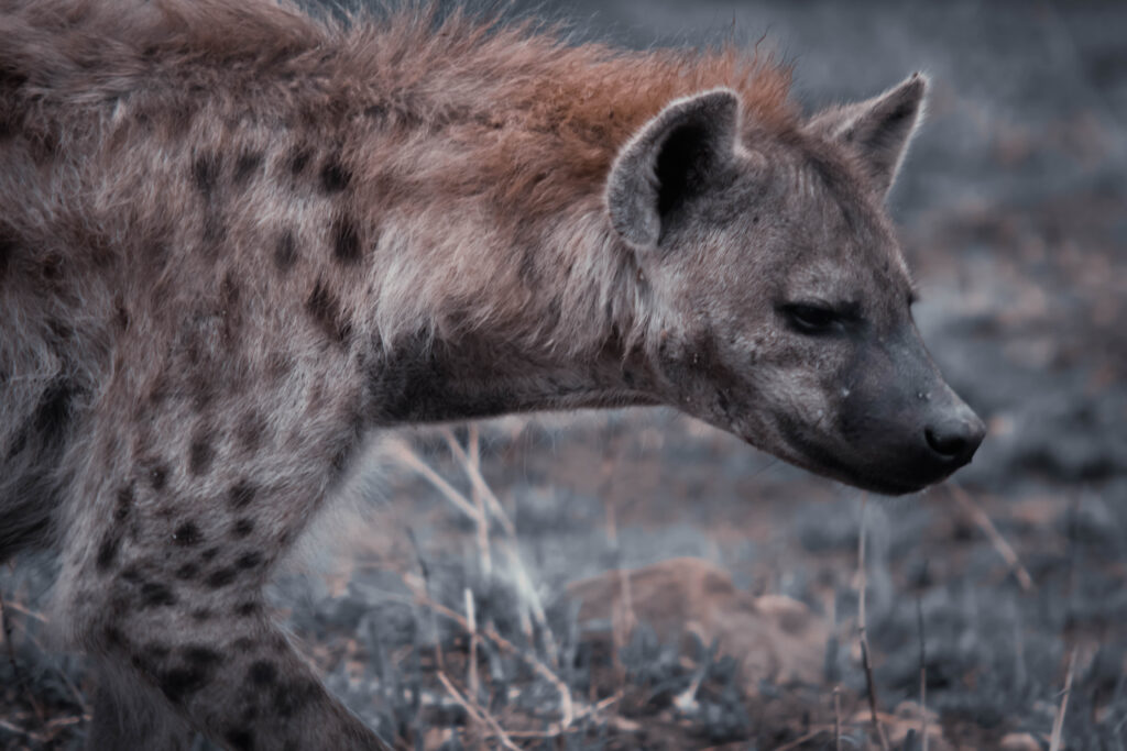 Best wildlife safaris in Uganda: A Guide to the Pearl’s New Era