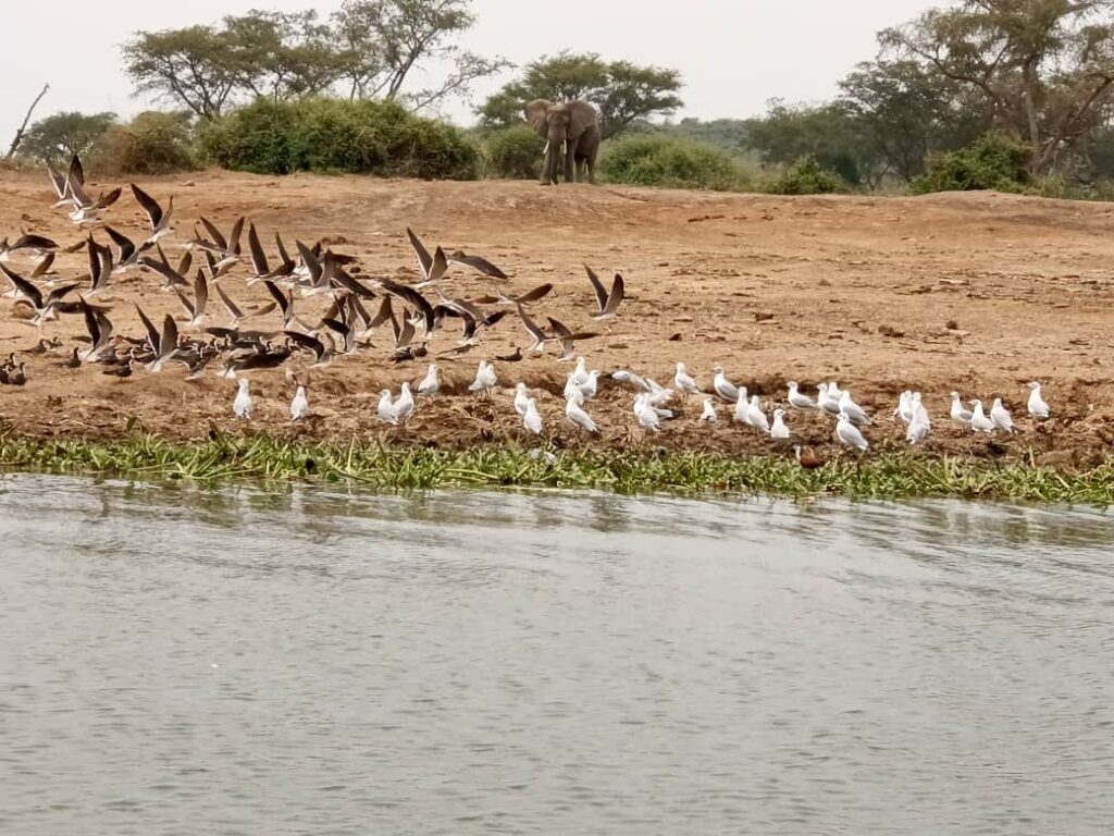 Water Safaris Reimagined: Why the Kazinga Channel Boat Cruise